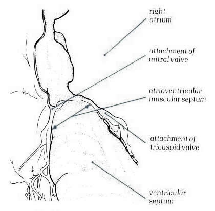 Anatomy of the Heart